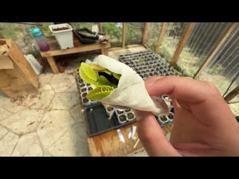 Unboxing | Unique Venus Flytrap Unboxing (From Carn_Collective) - YouTube