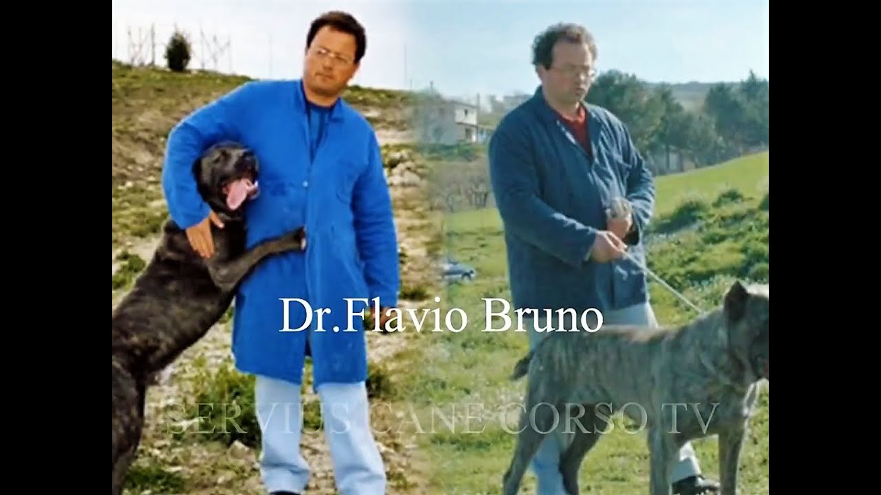 REPOST - DOGS OF PUGLIA - By Dr. Flavio Bruno - YouTube