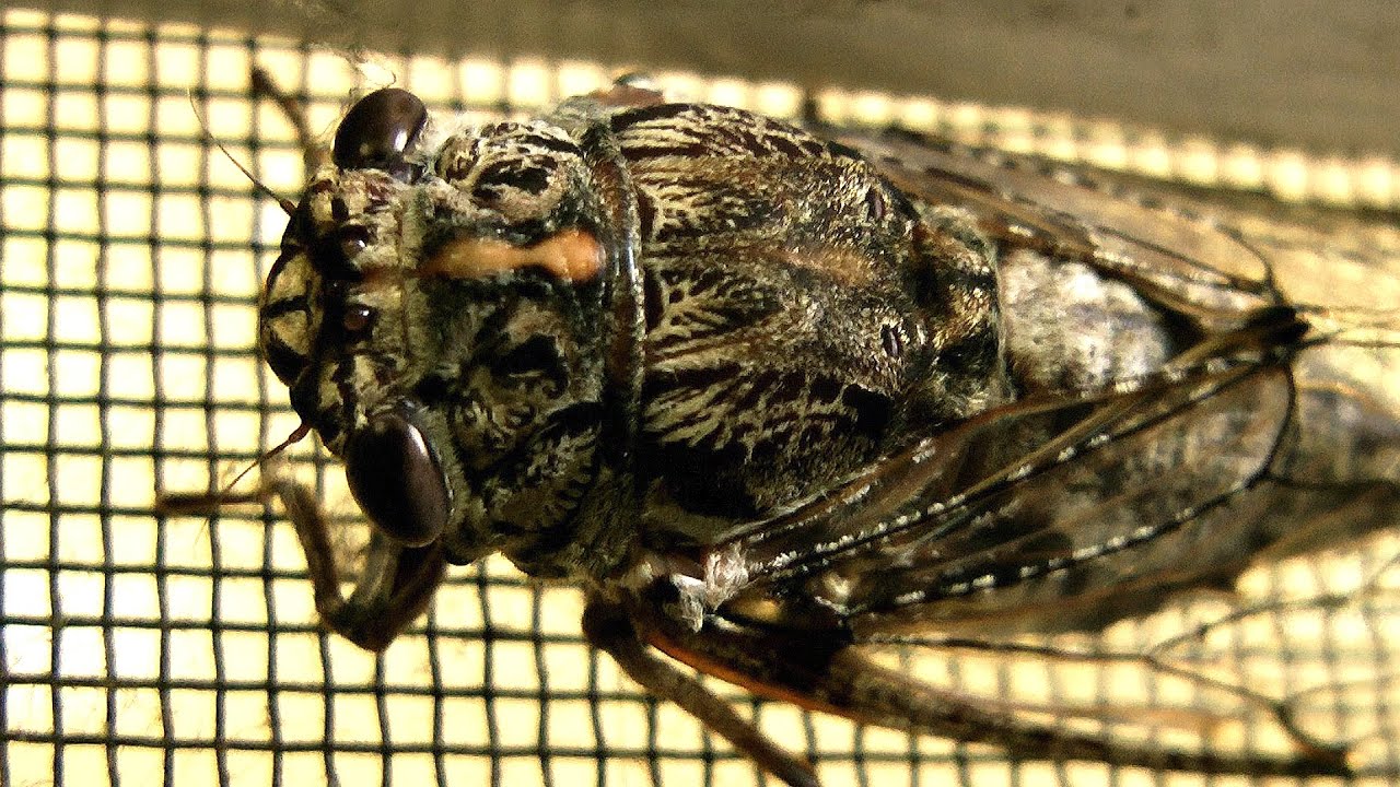 Floury Baker Cicada on kitchen flywire screen door - Aleeta curvicosta ...