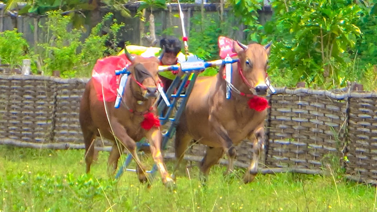 Ramadhan Race Di Lap Gulbung Sampang, Ada Sapi Yang Duli Sering Juara ...
