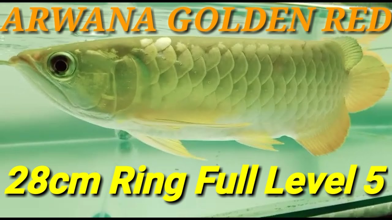 Arwana Golden Red 28cm Ring Full Level 5 - YouTube