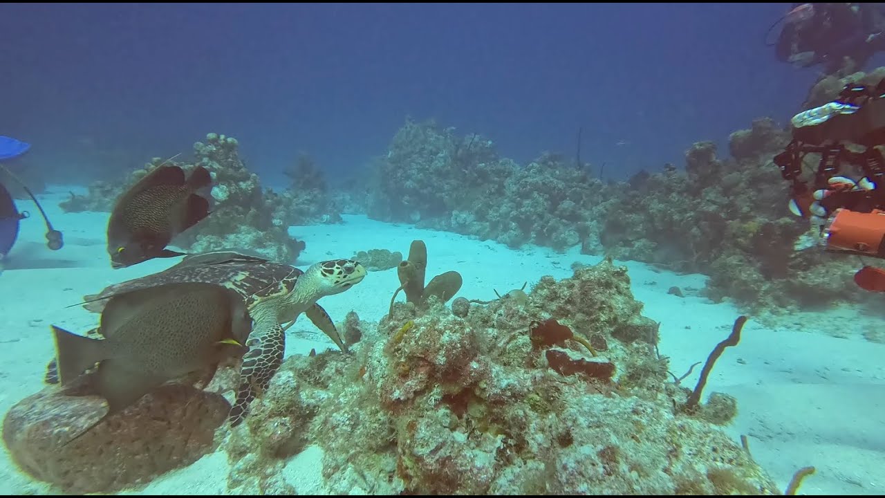 Cayman 4K 2023 Part 4: Eagles Nest & Wildlife Reef - YouTube
