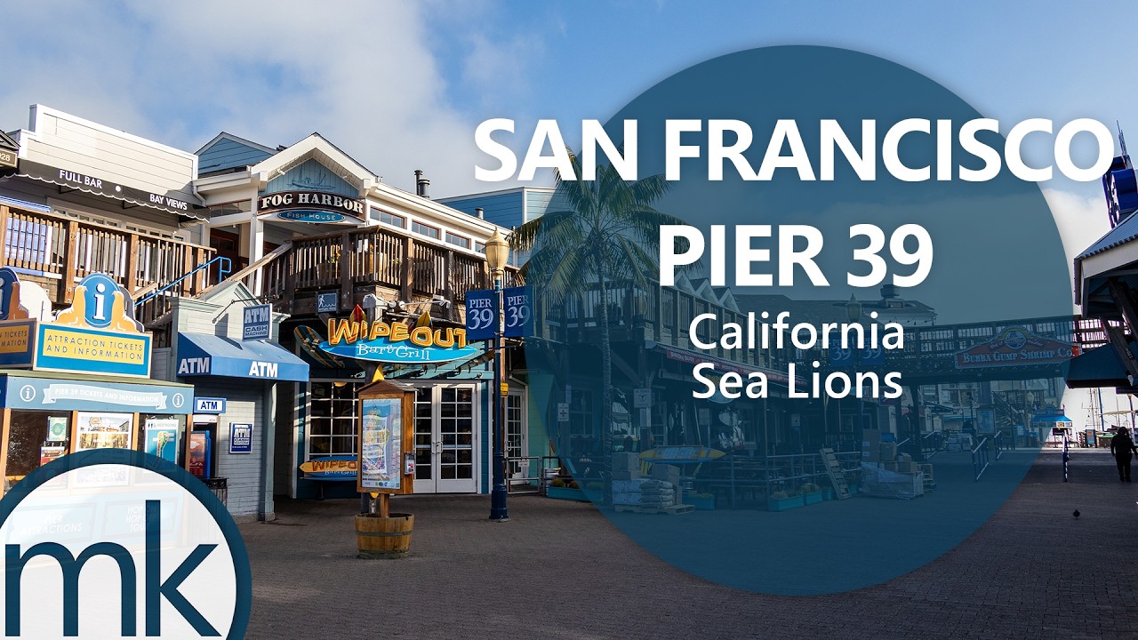 San Francisco Waterfront Pier 39, California Sea Lions at PIER 39 ...