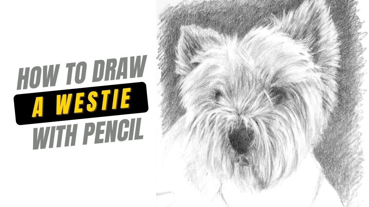 How to draw a Westie with a pencil - YouTube