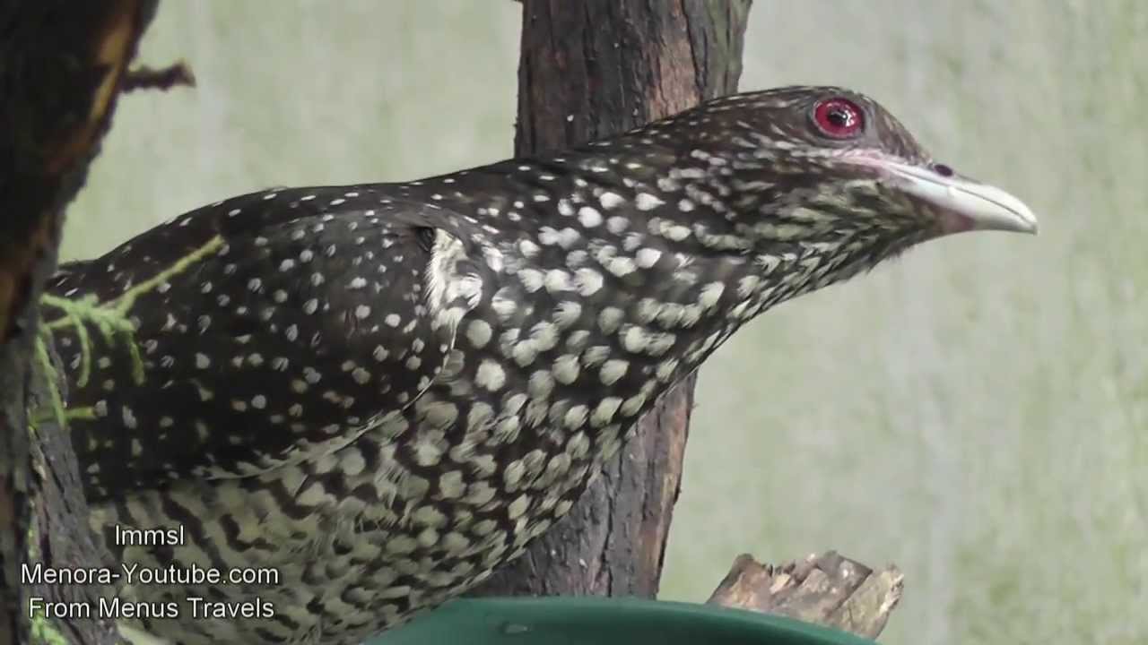 Asian Koel - Amazing Female Asian Koels - YouTube