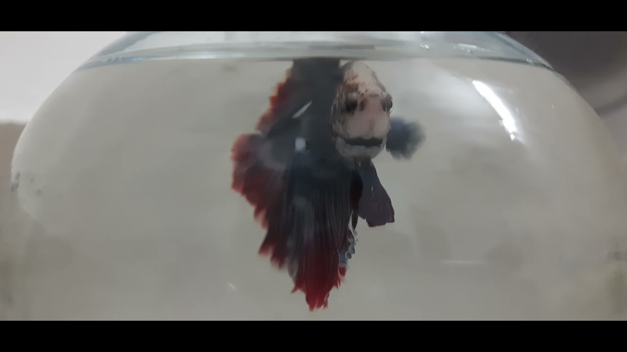 Beauty of Goldfish | UltraHD Aquarium Relaxing | Super beautiful ...