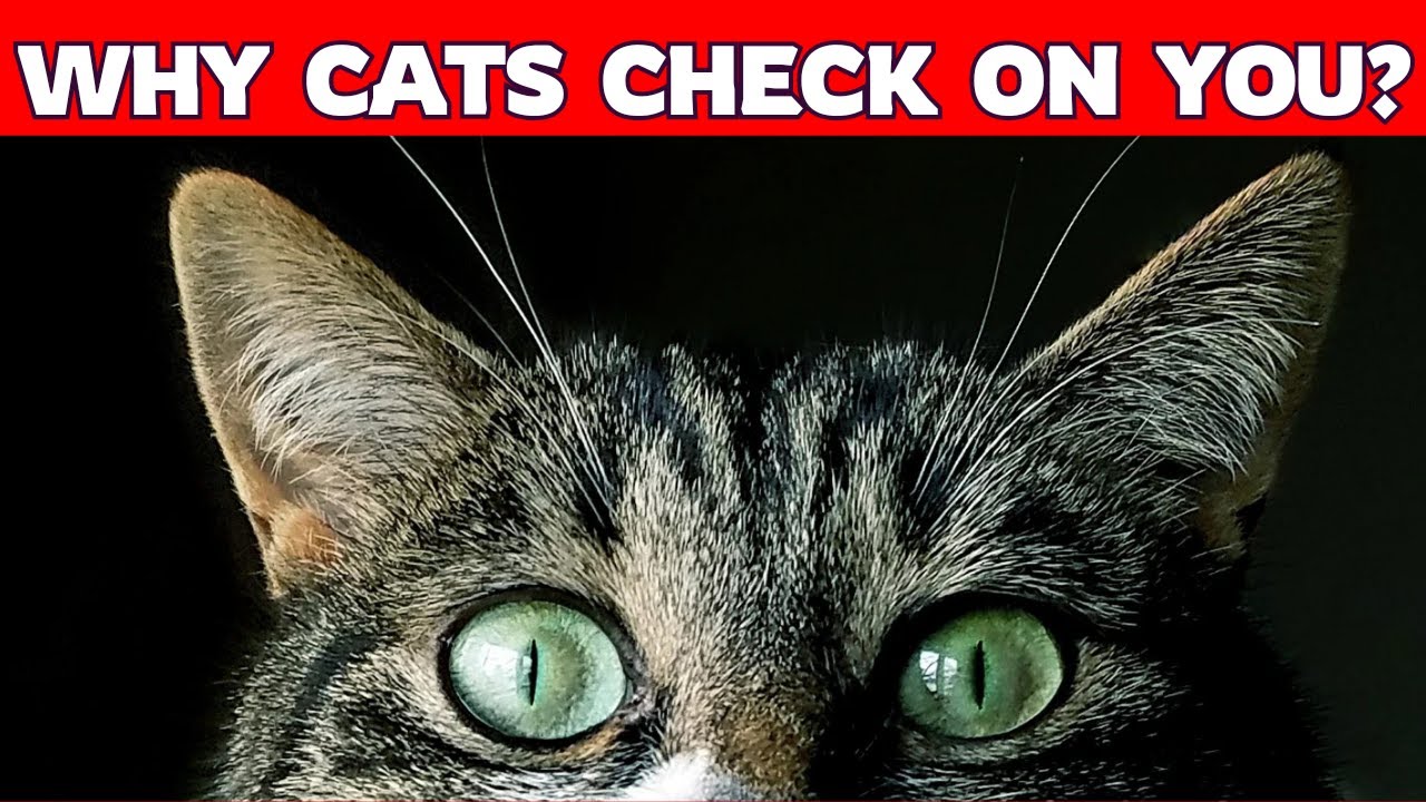 Why Does Your Cat CHECK YOU All the Time? The Answer Will SURPRISE You ...