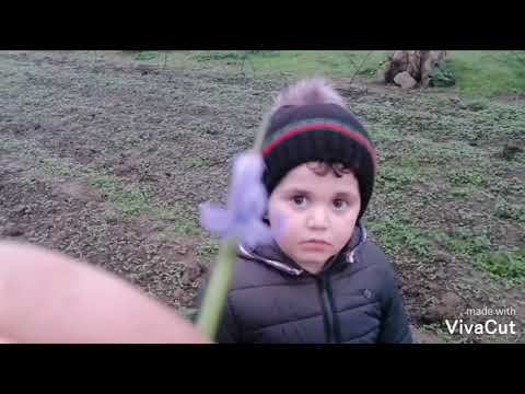 Masallı/ Viləş (Kalinovka) kənd