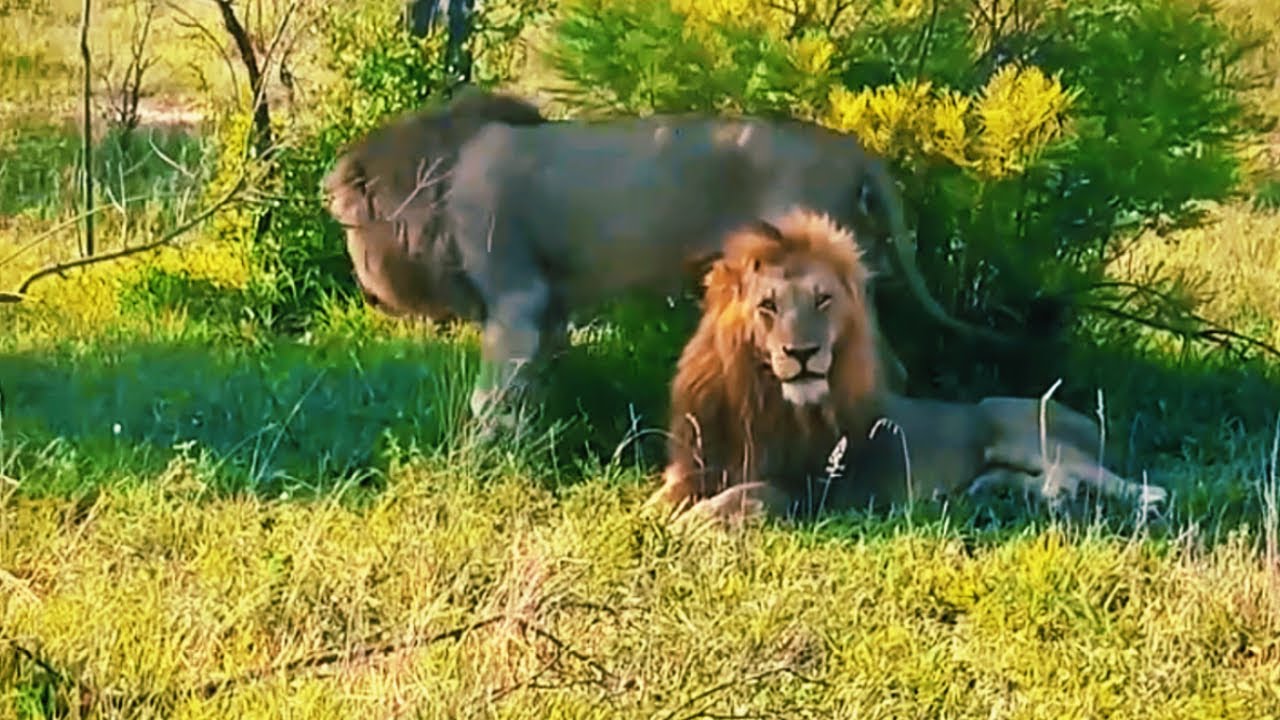 K4 seen with K3 😊| Kambula Male Lions | Mapogos Great Grandsons | 6 ...