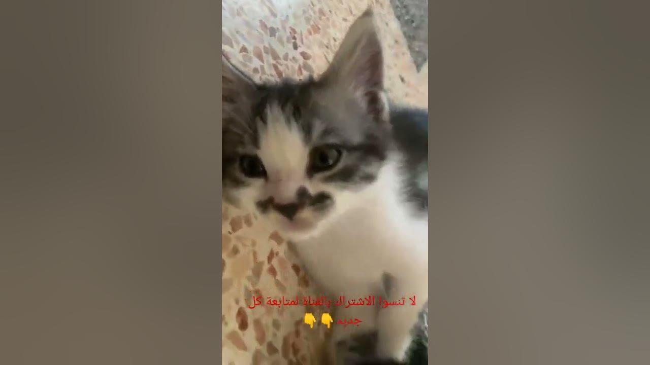 القطط الصغيرة تستلقي على الأرض هرباً من حرارة الجو 🥵 Youtube