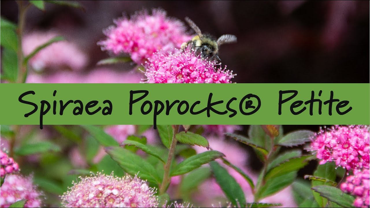 Spiraea Poprocks® Petite at Prides Corner Farms - YouTube