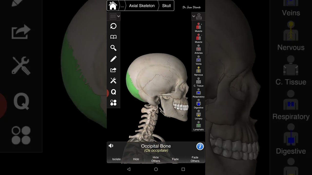 Occipital - Porción Basilar - Anatomía - YouTube
