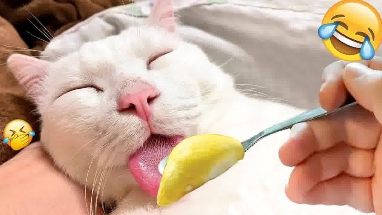 𝐂𝐋𝐀𝐒𝐒𝐈𝐂 𝐃𝐨𝐠 𝐚𝐧𝐝 𝐂𝐚𝐭 𝐕𝐢𝐝𝐞𝐨𝐬 🐤🐶🐱 𝟏 𝐇𝐎𝐔𝐑𝐒 𝐨𝐟 𝐅𝐔𝐍𝐍𝐘 𝐂𝐥𝐢𝐩𝐬 😂 𝐂𝐮𝐭𝐞 𝐛𝐚𝐛𝐲 ...