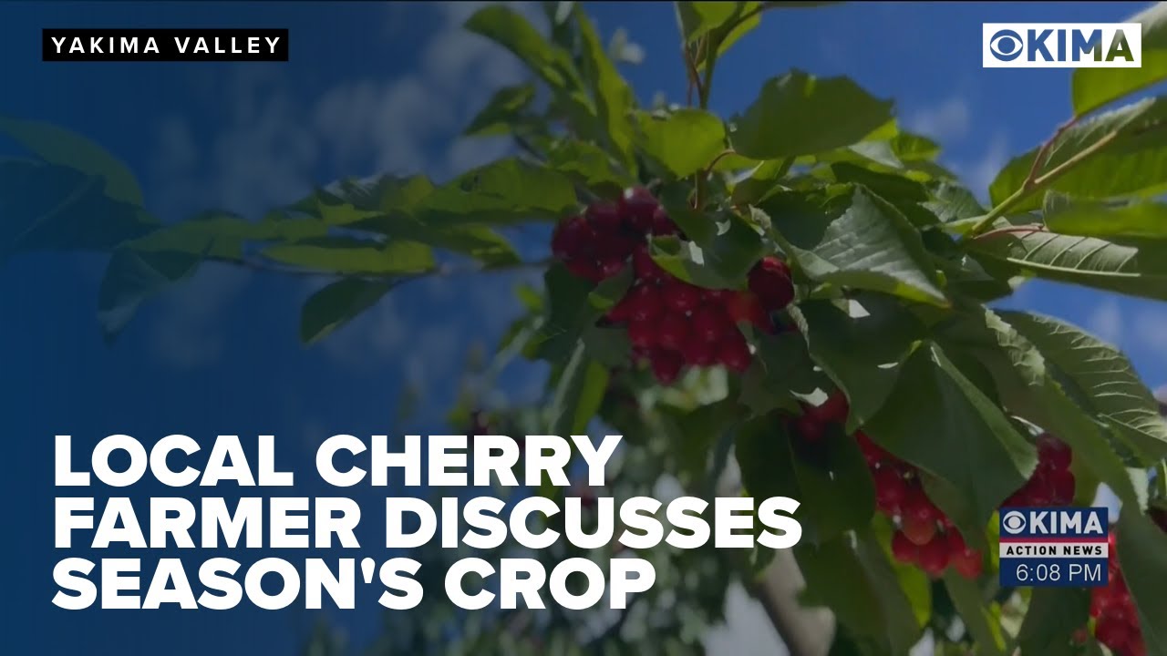 Local Cherry Farmer Discusses Season Crop - YouTube