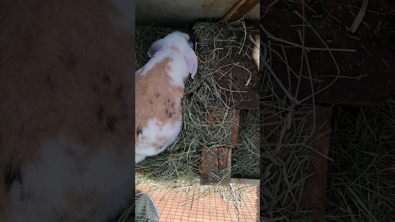 EMBARAZO de una CONEJA!!🐰 Proceso de PARTO de conejos. Gestación ...