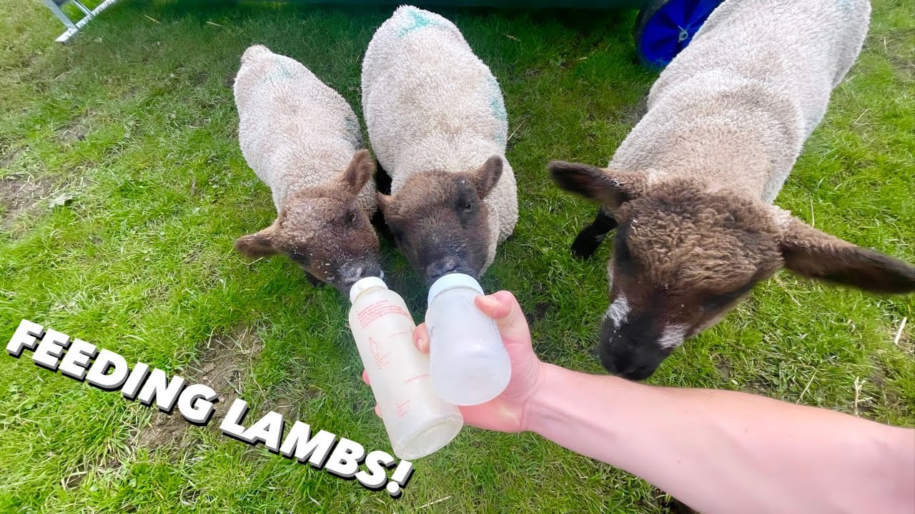 FEEDING SPRING LAMBS! CALVING, SILAGE FIELDS GROWING FIRST CUT! - YouTube