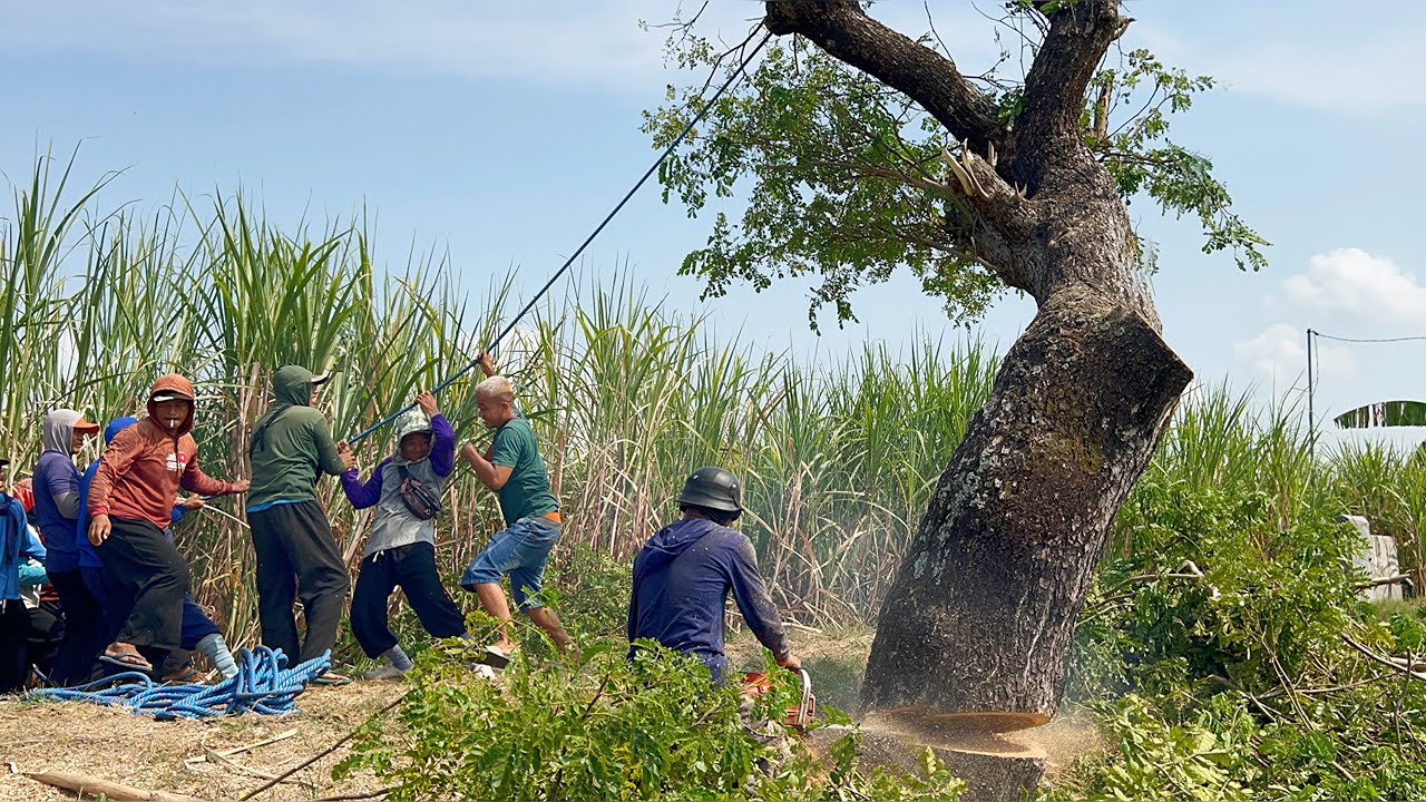 Fast & Easy… Cut down 3 trees lined up in the rice fields‼️ - YouTube