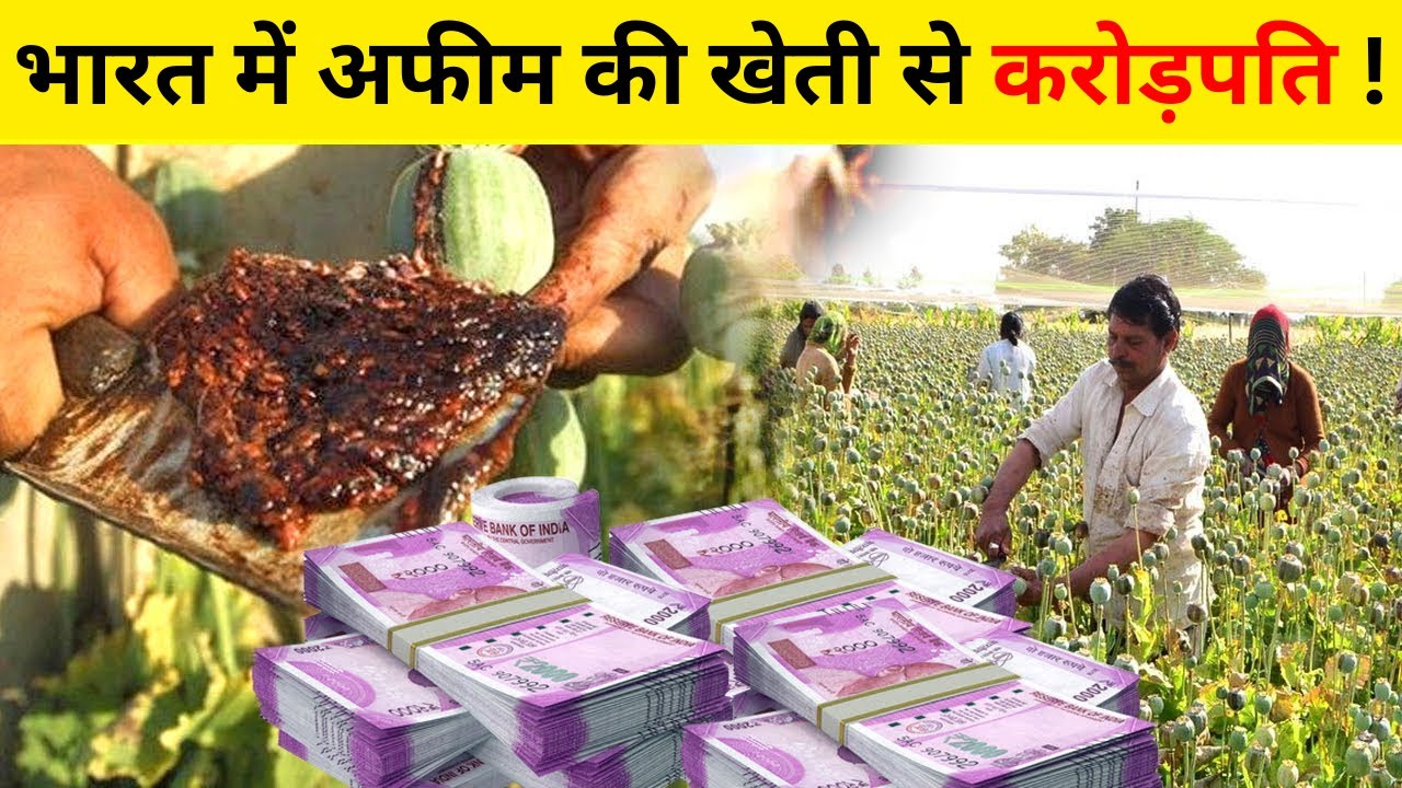 अफीम की खेती कैसे करें? अफीम से करोड़ों कैसे कमाएं? लाइसेंस और शर्तें ...
