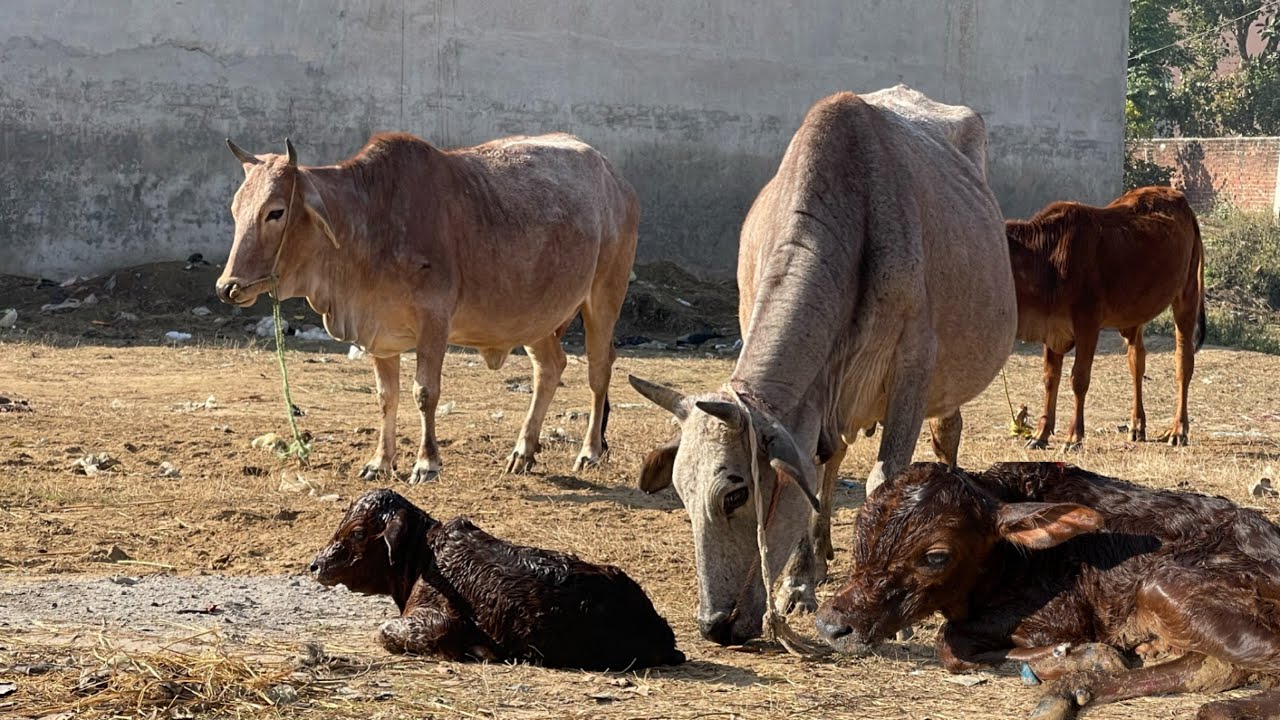 Cow ka Cute baby 🐄 🐮 - YouTube