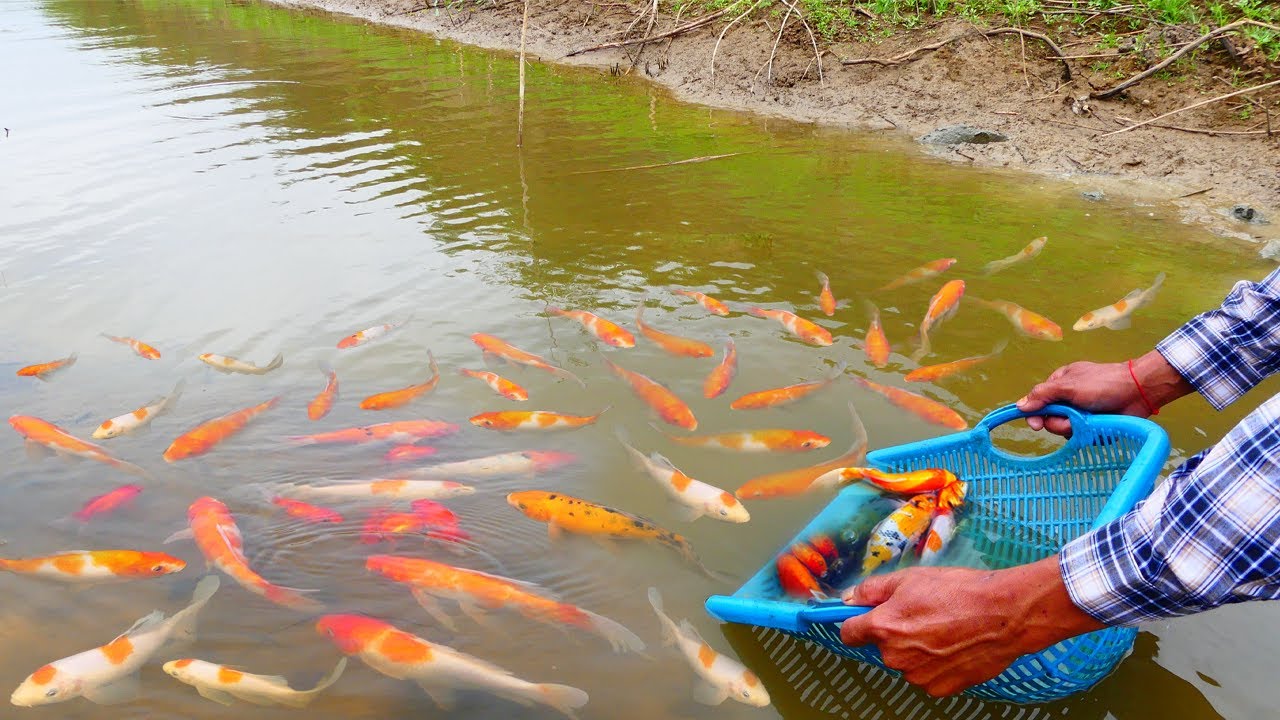 Wow Find and Catch Orenda Red Cap, Japan KOI Fish, Red Fish in my ...
