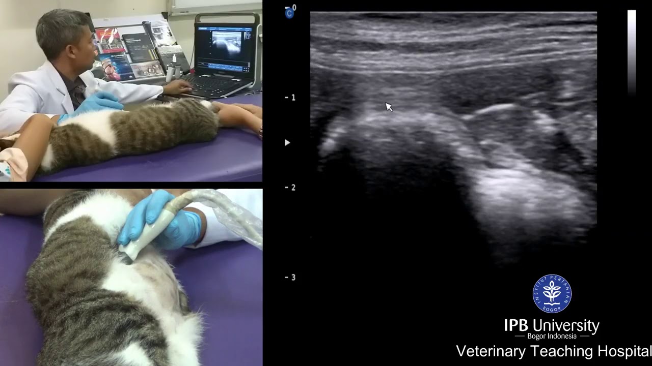 USG PANKREAS KUCING - YouTube