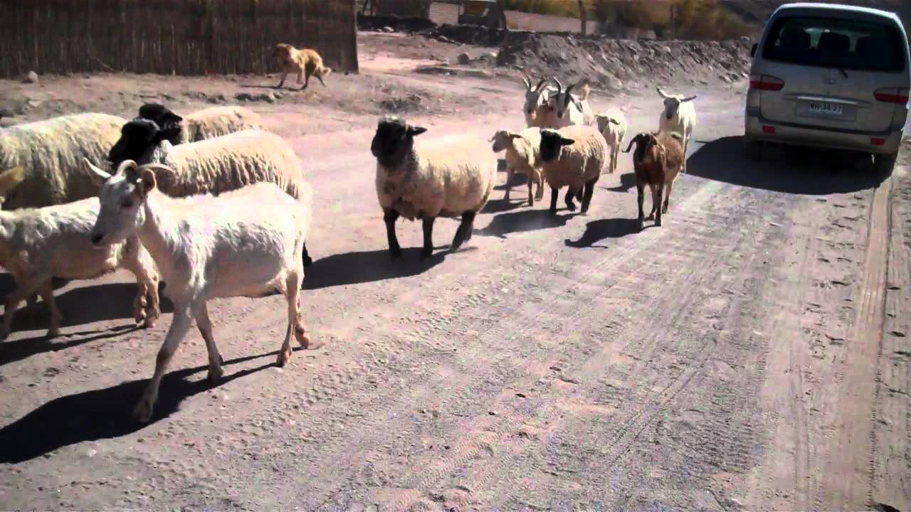 Llama Attack!!! - YouTube