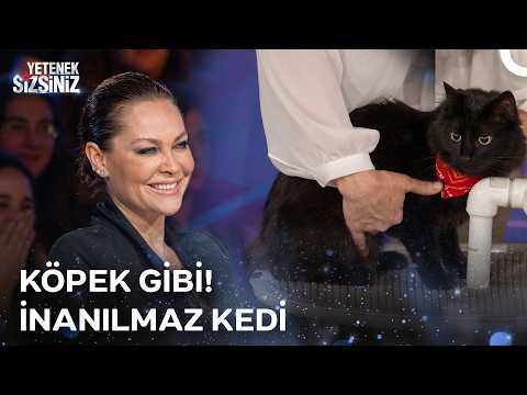 Köpek Gibi Komut Alan Kedinin Sıradışı Gösterisi | Yetenek Sizsiniz