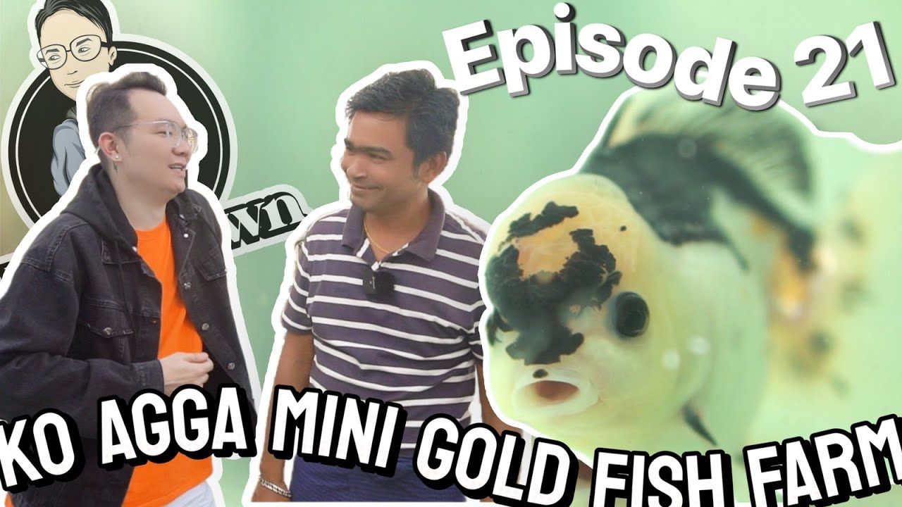 EP21: Ko Agga Mini Gold Fish Farm [Quality Gold Fish Breeder in Myanmar ...
