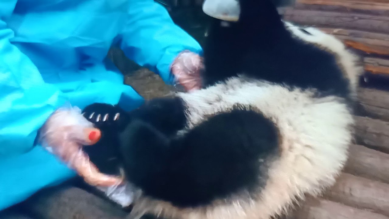 Baby panda drink milk - YouTube