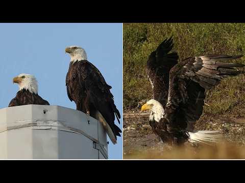 SWFL Eagles 💗 WELCOME TO SEASON 15 POND CAM IS LIVE! M15 & NEW FEMALE TOGETHER IN NEST TREE! 9.17.26