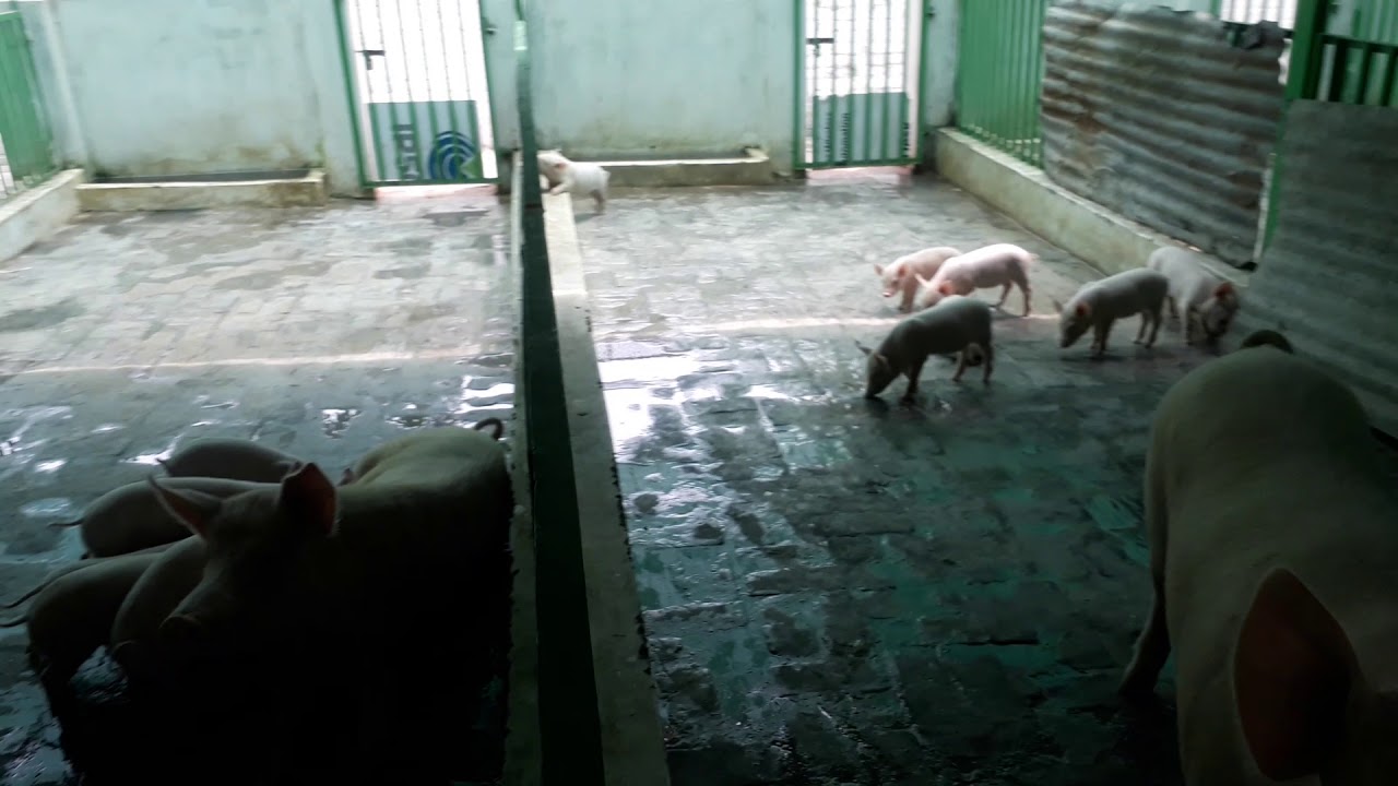 High tech pig farm - YouTube