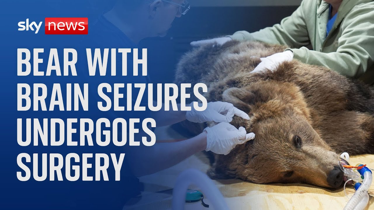 'Boki' the bear undergoes pioneering surgery to drain fluid from skull ...