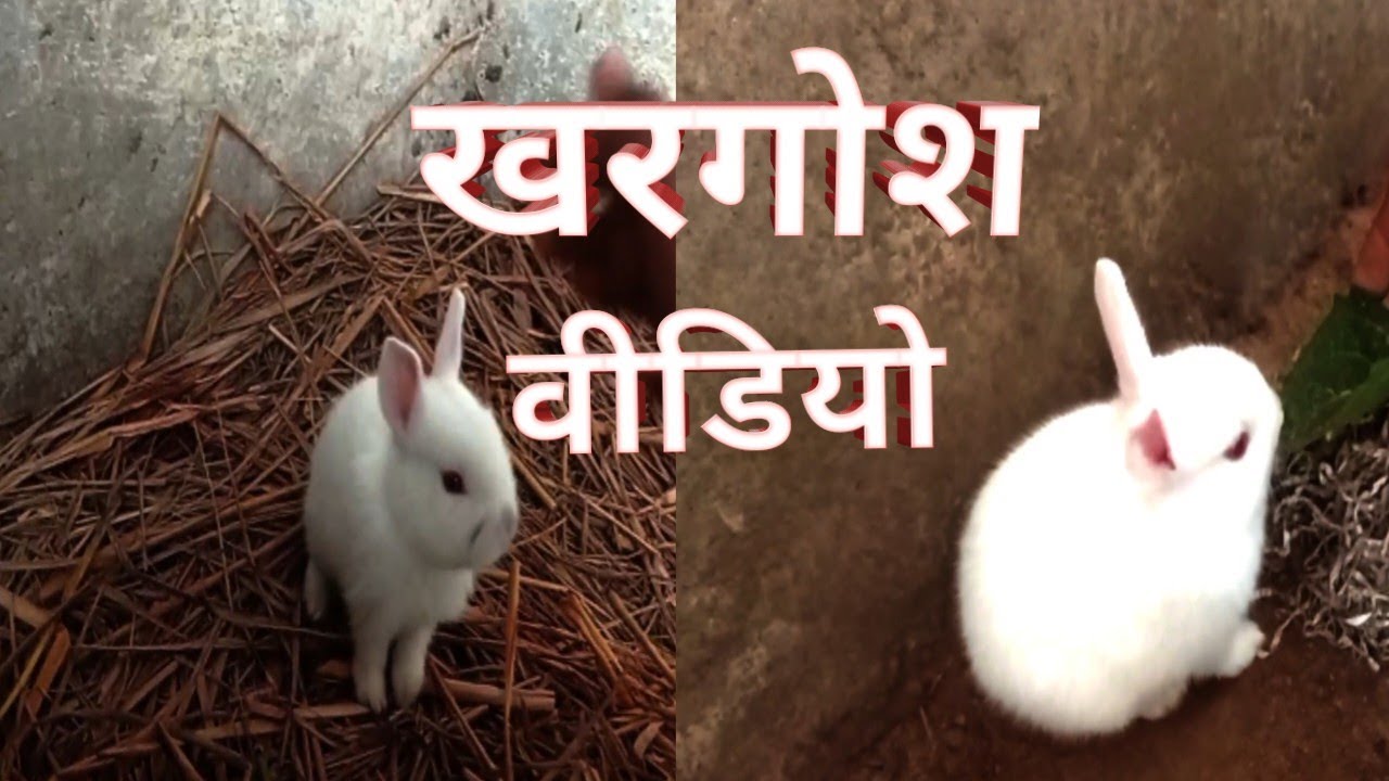 Cute Animal Rabbits as Pets Video | Rabbit Farming in India | Indian ...
