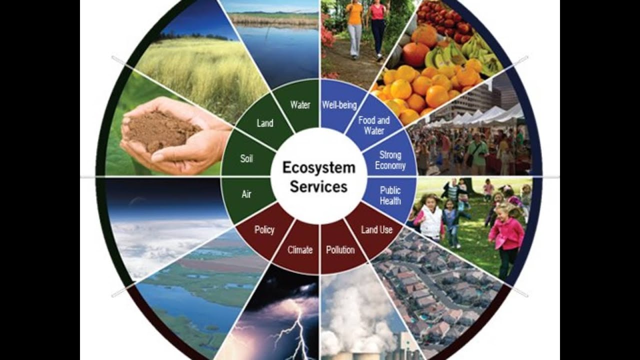 An Introduction to Ecosystem Services & Importance of their Economic ...