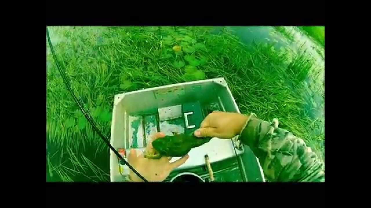 Giant Bull Frog caught on Fishing Pole - YouTube