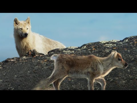 Arctic Wolf Hunts Baby Caribou | Planet Earth II | BBC Earth