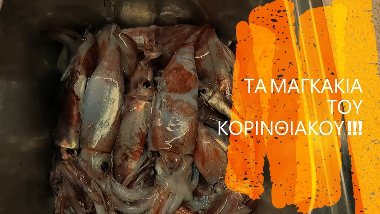ΤΑ ΜΑΓΚΑΚΙΑ ( ΘΡΑΨΑΛΑ ) ΤΟΥ ΚΟΡΙΝΘΙΑΚΟΥ !!! ΨΑΡΕΜΑ ΓΙΑ ΘΡΑΨΑΛΑ ΣΤΟΝ ...