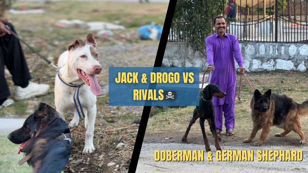 Walk Turned Into a Dog Fight? Jack & Drogo vs. Rivals! 🏴‍☠️🐕 - YouTube