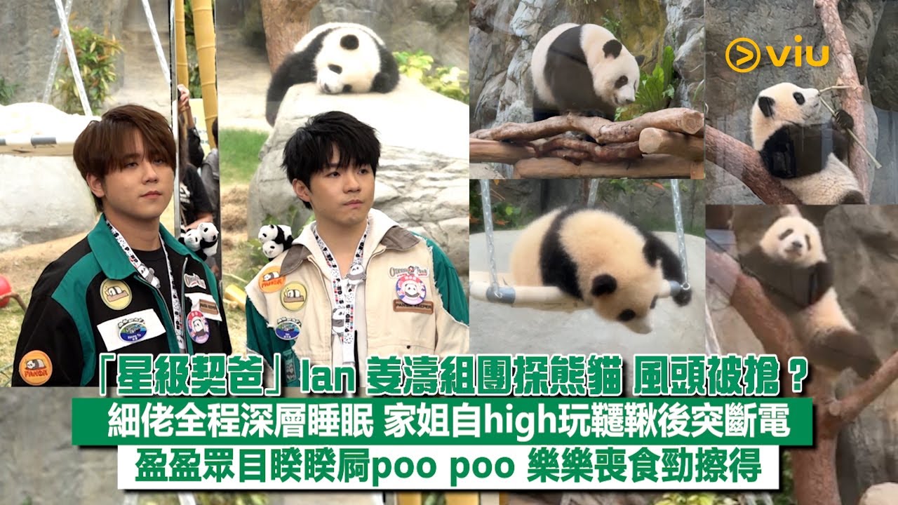 現場實況：「星級契爸」Ian 姜濤組團探熊貓🐼風頭被搶 細佬全程深層睡眠💤家姐自high玩韆鞦後突斷電🪫盈盈眾目睽睽屙poo poo💩樂樂喪食 ...