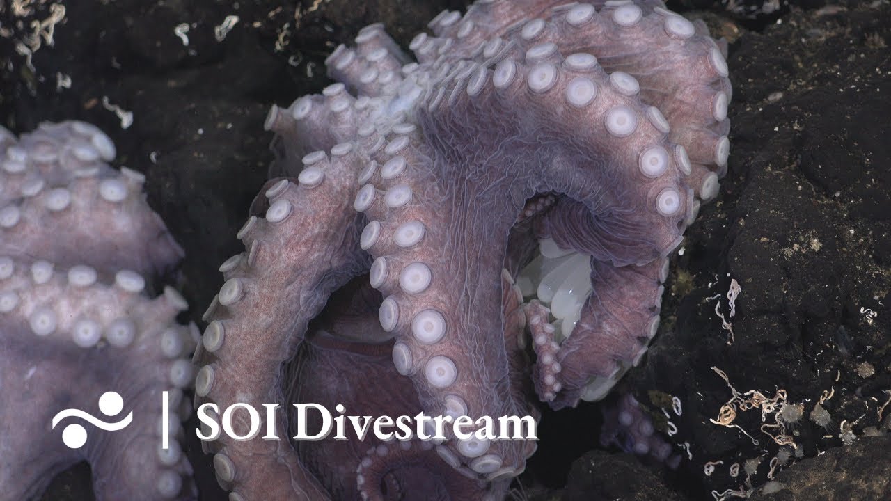 La Pulpería (newly named Octopus brooding site) | SOI Divestream 620 ...