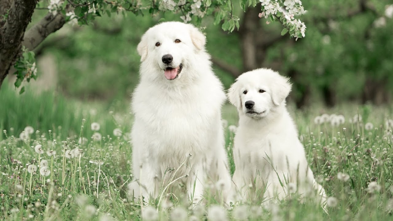 The Secret of the Maremma Sheepdog: The Perfect Guardian Dog for Your ...