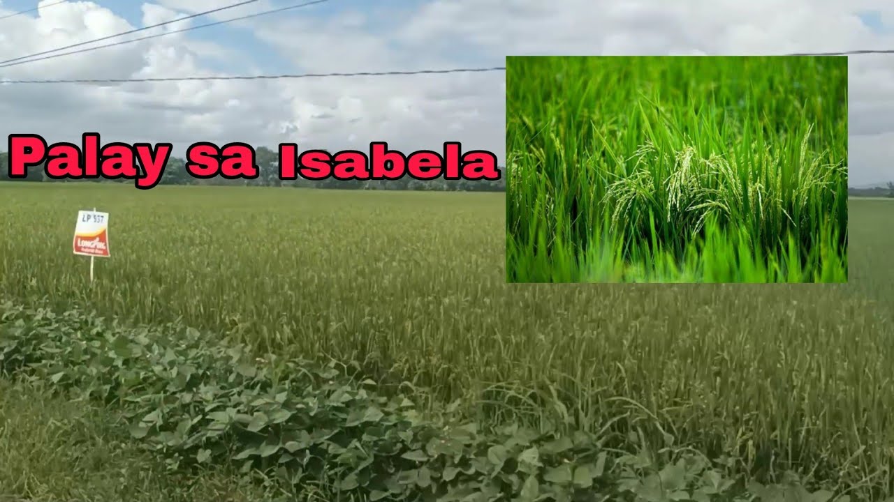 Palay sa Isabela|Charm Alcon Vlog - YouTube