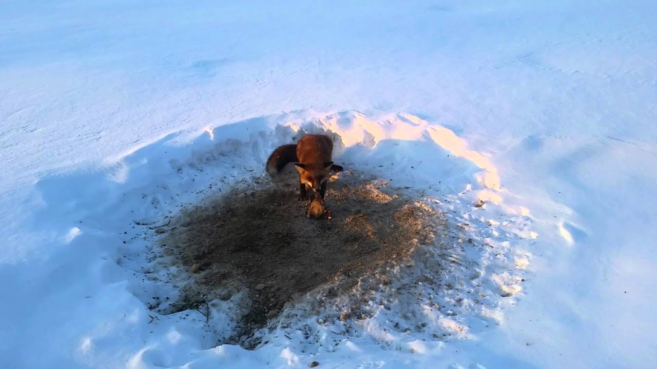 Red Fox Catch (2016) PA farmland trapping - YouTube