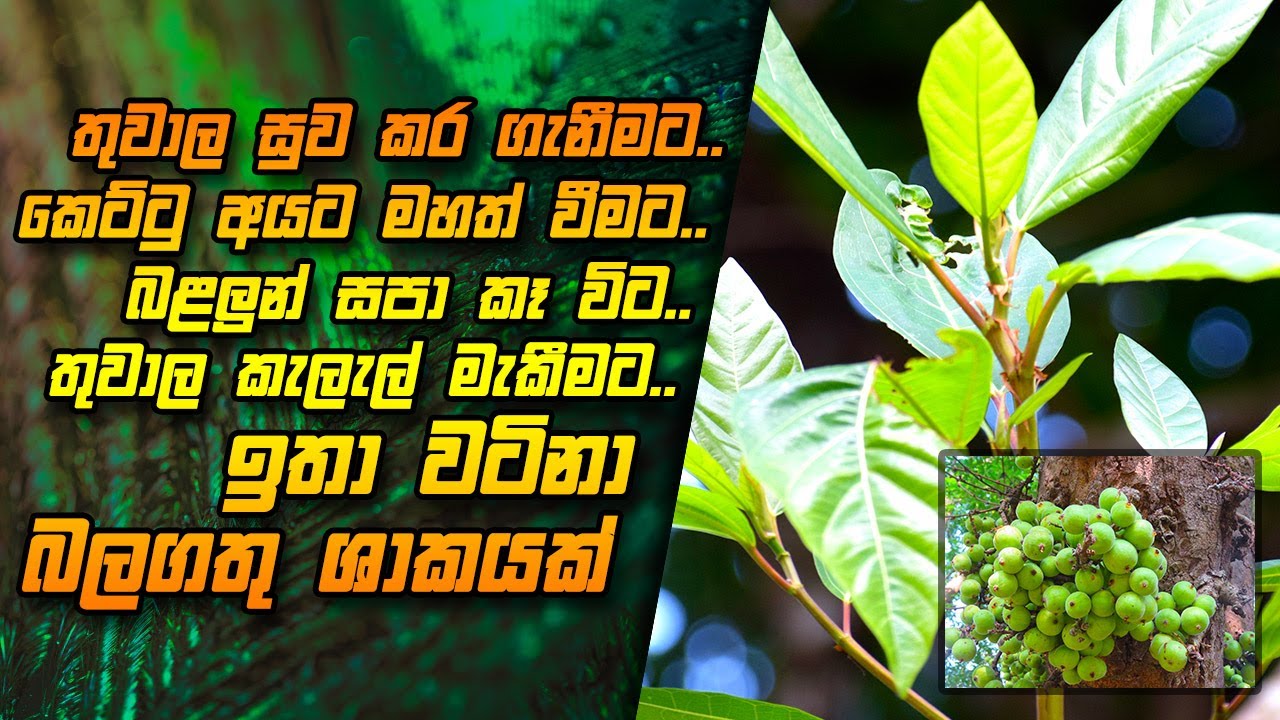 ඉතාම වටිනා ඖෂධීය ශාකයක් අට්ටික්කා | Attikka | Ficus racemosa | MORACEAE ...