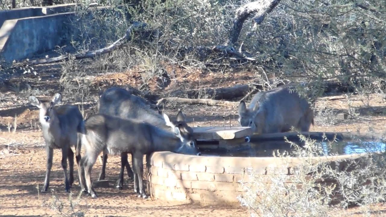 Vaalpenspan: Waterbuck Shot .375 Meat Hunting - YouTube