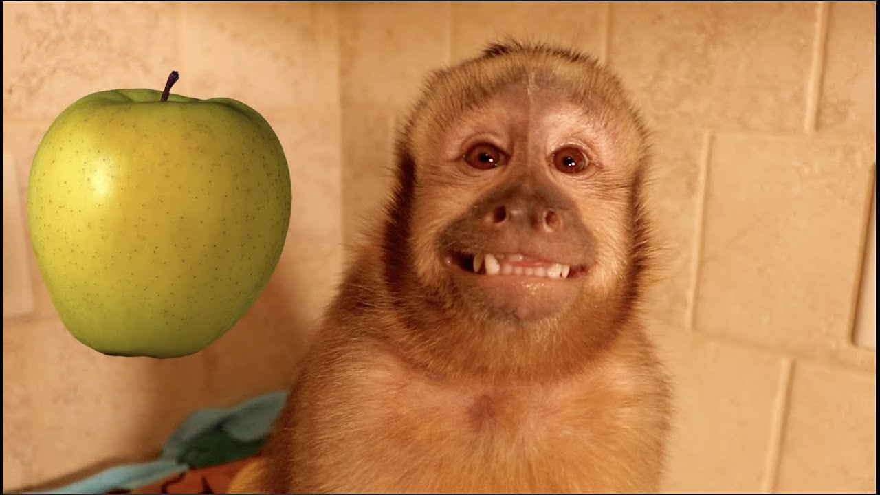 Little Monkey Eats A Golden Apple! - YouTube
