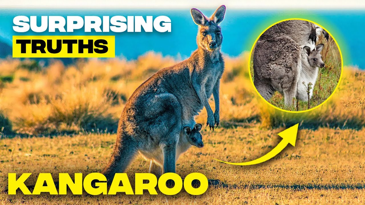 10 Incredible Facts About Kangaroos | Australia's Iconic Marsupials ...