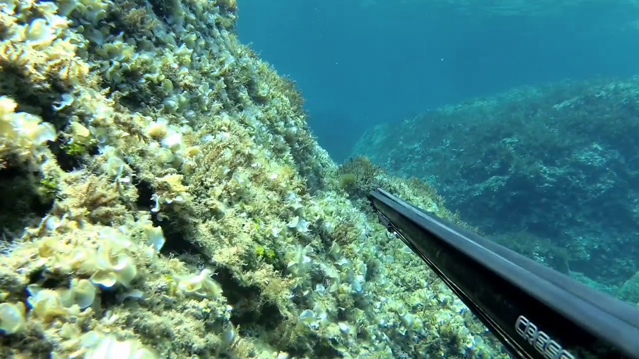Pescasub spearfishing sarago pizzuto nelle acque cristalline di Ponza ...