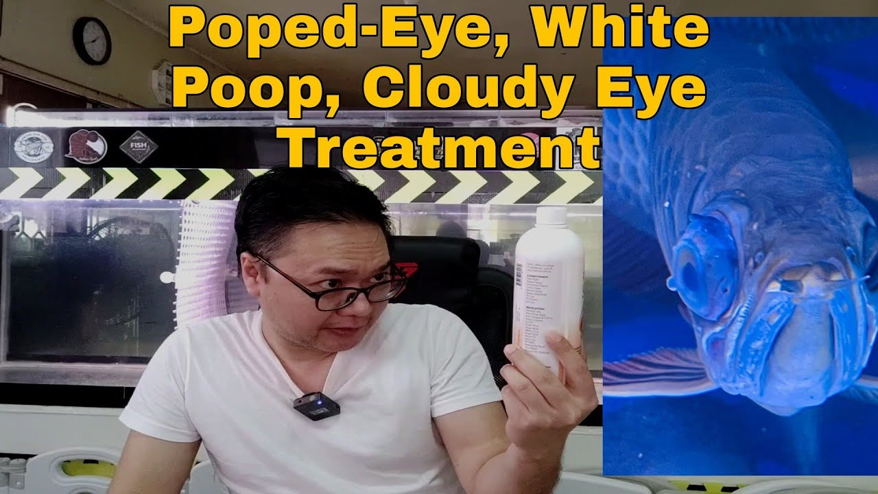 Poped-eye, White Poops, Cloudy Eye in Arowana! - YouTube