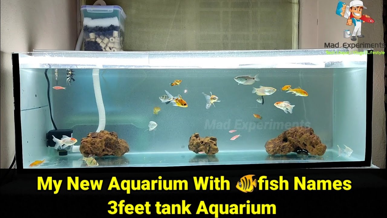 My New Aquarium 3feet tank with fish and fish name // new aquarium ...